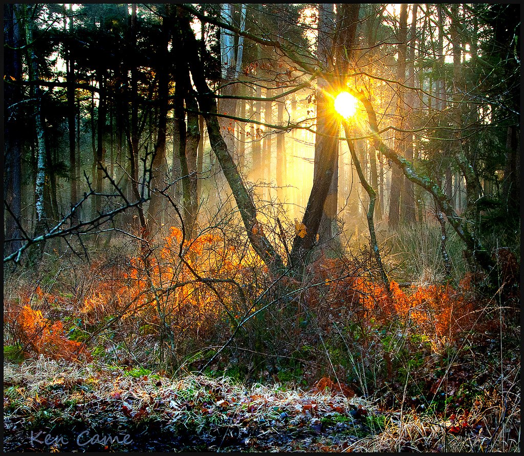 Beings of Light - Temple Hayes